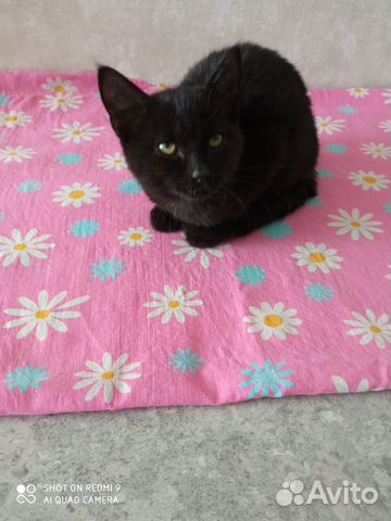 Котенок 2 месяца, Уголек