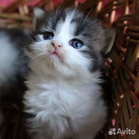 Открыто бронирование котят. Хайленд страйт/фолд