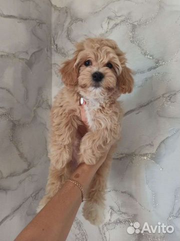 Мальтипу мальчики карамельки