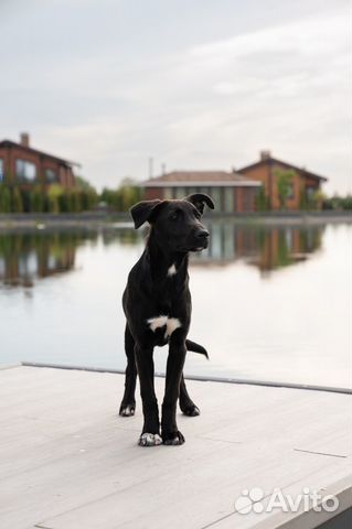 Щенок в дар