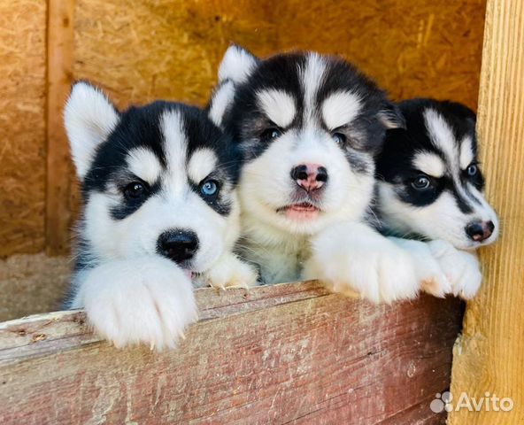 Щенки Помски