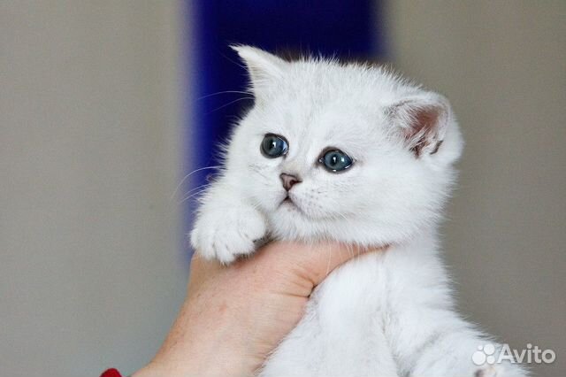 Британские котята серебристая шиншилла