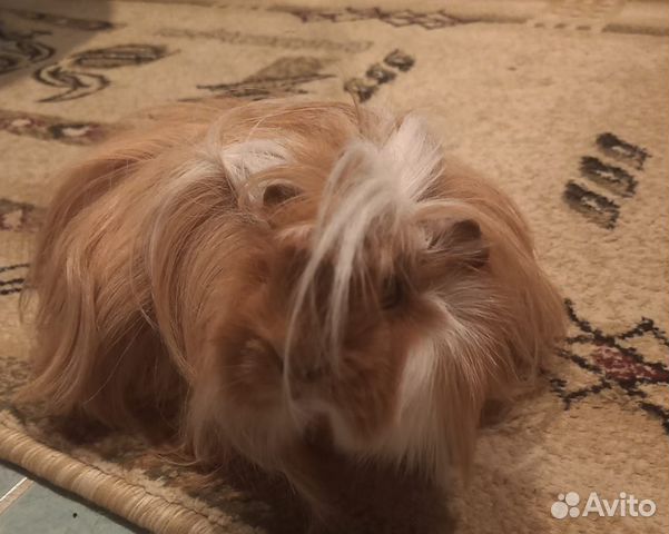 Морская свинка породы Шелти