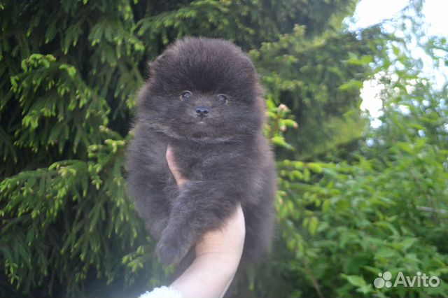 Мальчик Уголечек