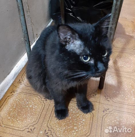 Кот Тоша в добрые руки