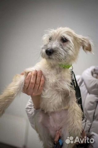 Щенок девочка, 6 мес