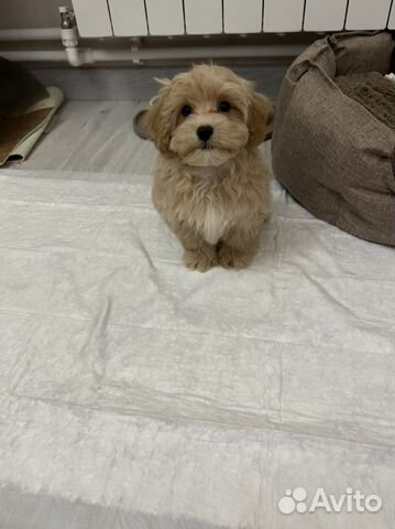 Мальтипу Ф1 шикарный карамельный мальчик миник