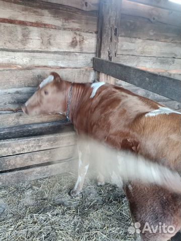 Продаю 1.5 годовалую телочку Красо-пестрой масти
