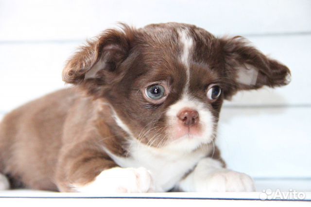 Шоколадный медвежонок