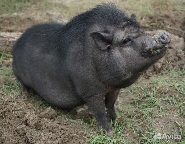 Вьетнамский вислобрюхий хряк