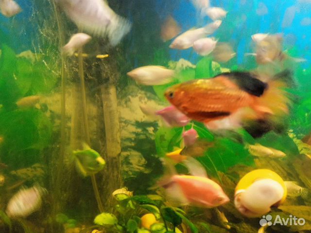 Огненный барбус