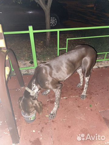 Потеряшка Курцхар