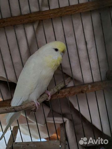 Самочка чех ввп