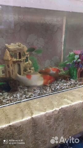 Золотая рыбка