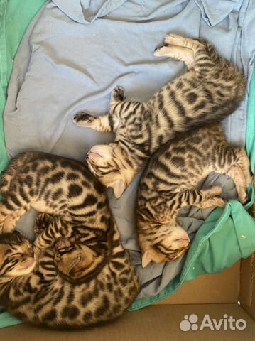 Бенгальские котята
