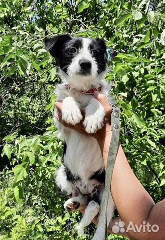 Миниатюрная собачка Бона в добрые руки