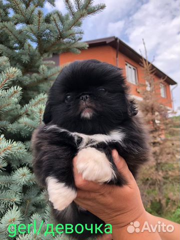 Пекинес