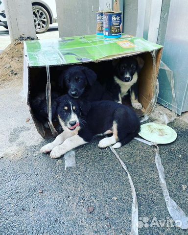 Щенки Пристройство с Улицы