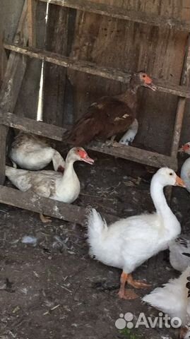 Индоуики шептуны