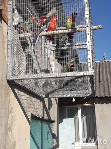 Розелла пестрая