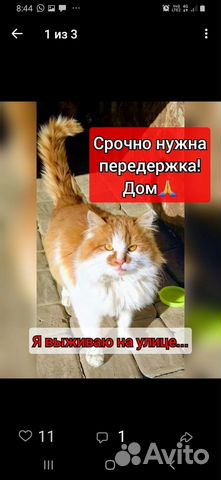 Рыжий котик остался без дома