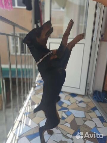 Вязка ягдтерьера