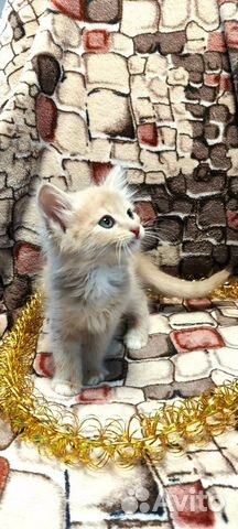 Котенок кремовый мальчик