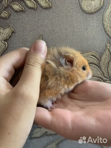 Сирийский хомяк обмен на джунгарского