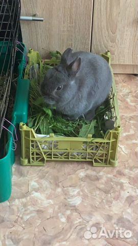 Карликовый кролик