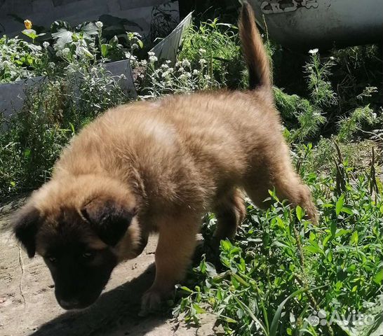 Щенки немецкой овчарки