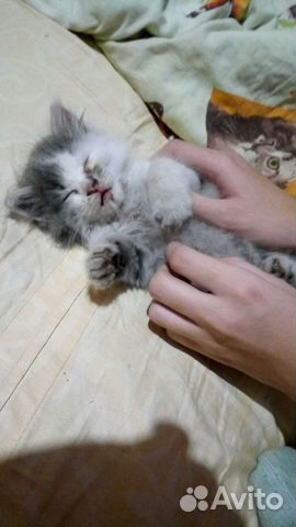 Отдам кошечку-крошечку