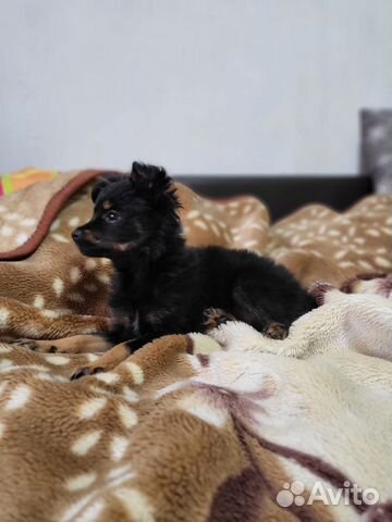 Той-терьер щенок