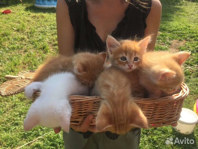 Рыжие котята