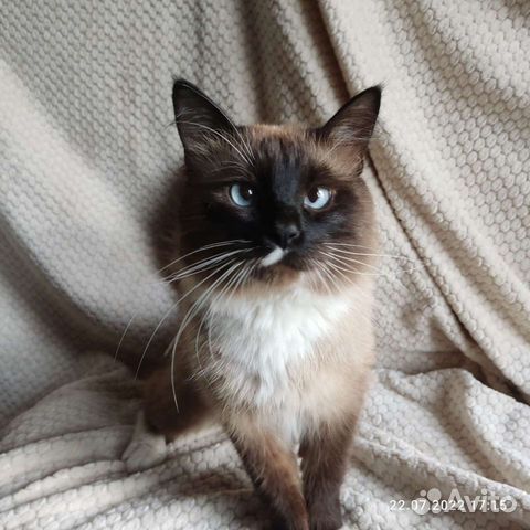 Сиамский кот
