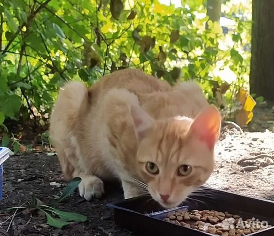Кот осиротел. Оказался на улице