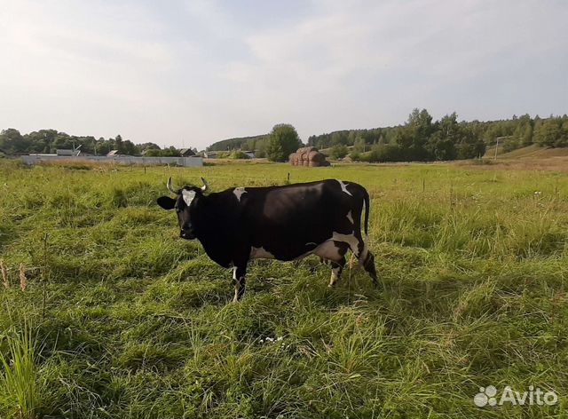 Стельная корова