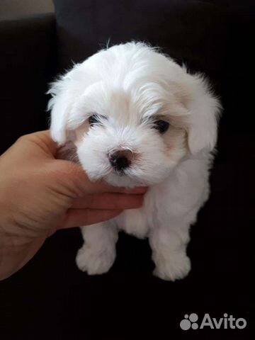 Мини-девочка