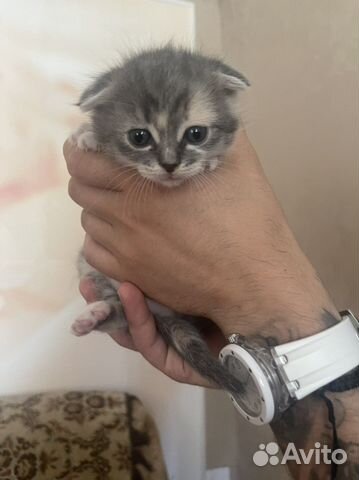 Котенок вислоухий