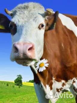 Продается телка