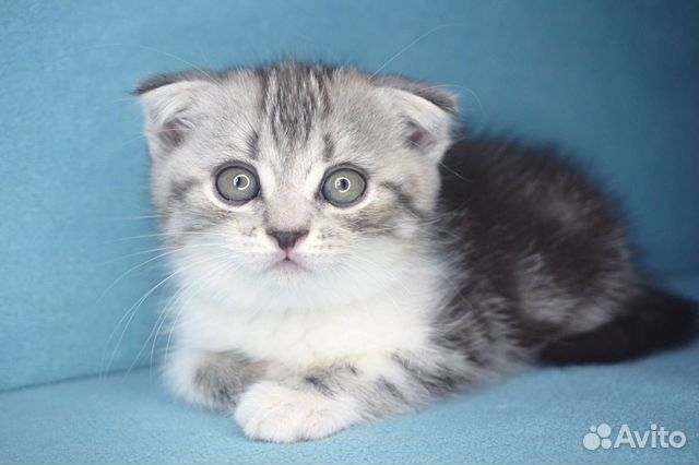 Шотландский вислоухий котенок девочка