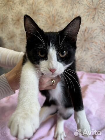 Котята отдам бесплатно