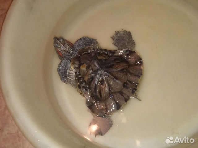 Черепаха водяная красноухая