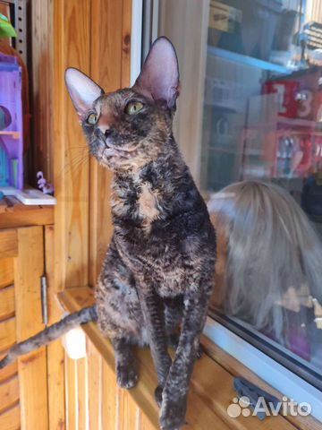 Корниш-рекс