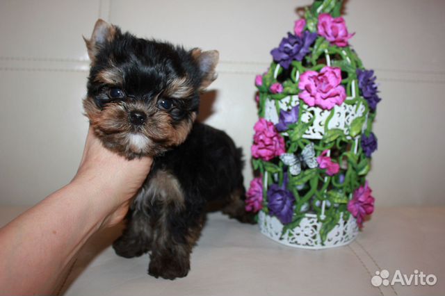 Очаровательный мини мальчик йорка 2 мес