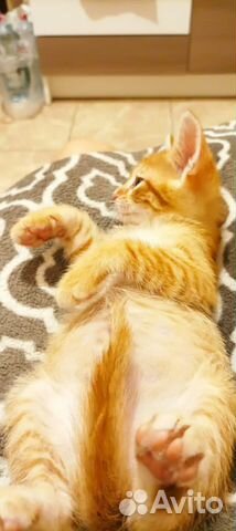 Котята мальчики