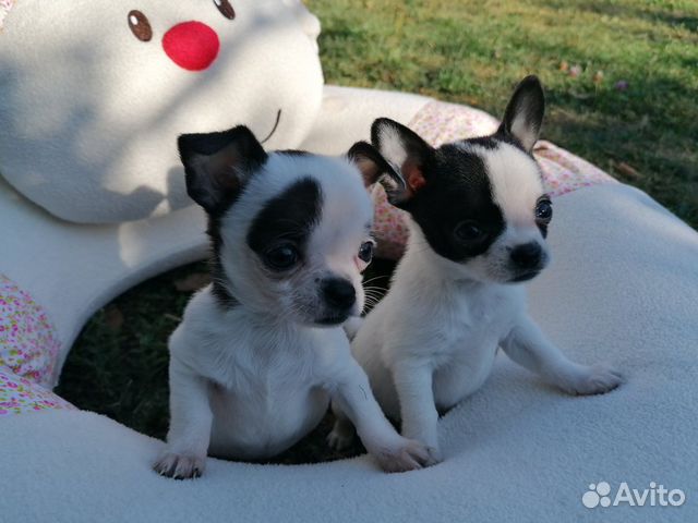 Чихуахуа mini и micro