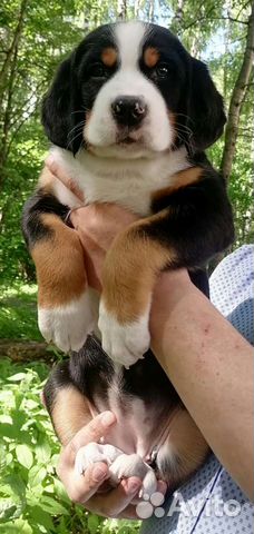 Бернский зенненхунд