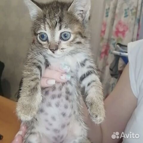 Котята в дар