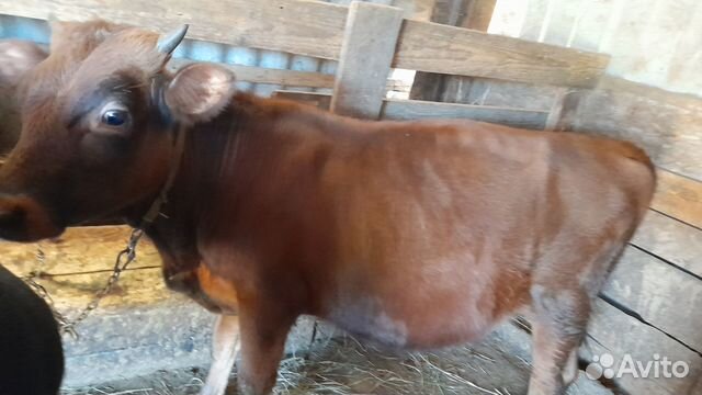 Бычок годовалый