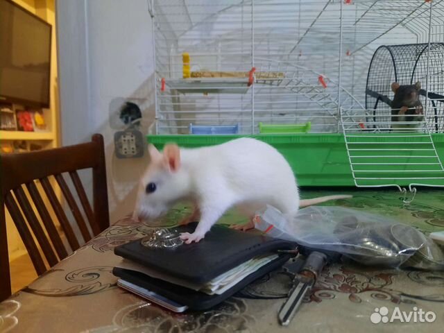 Крыса дамбо